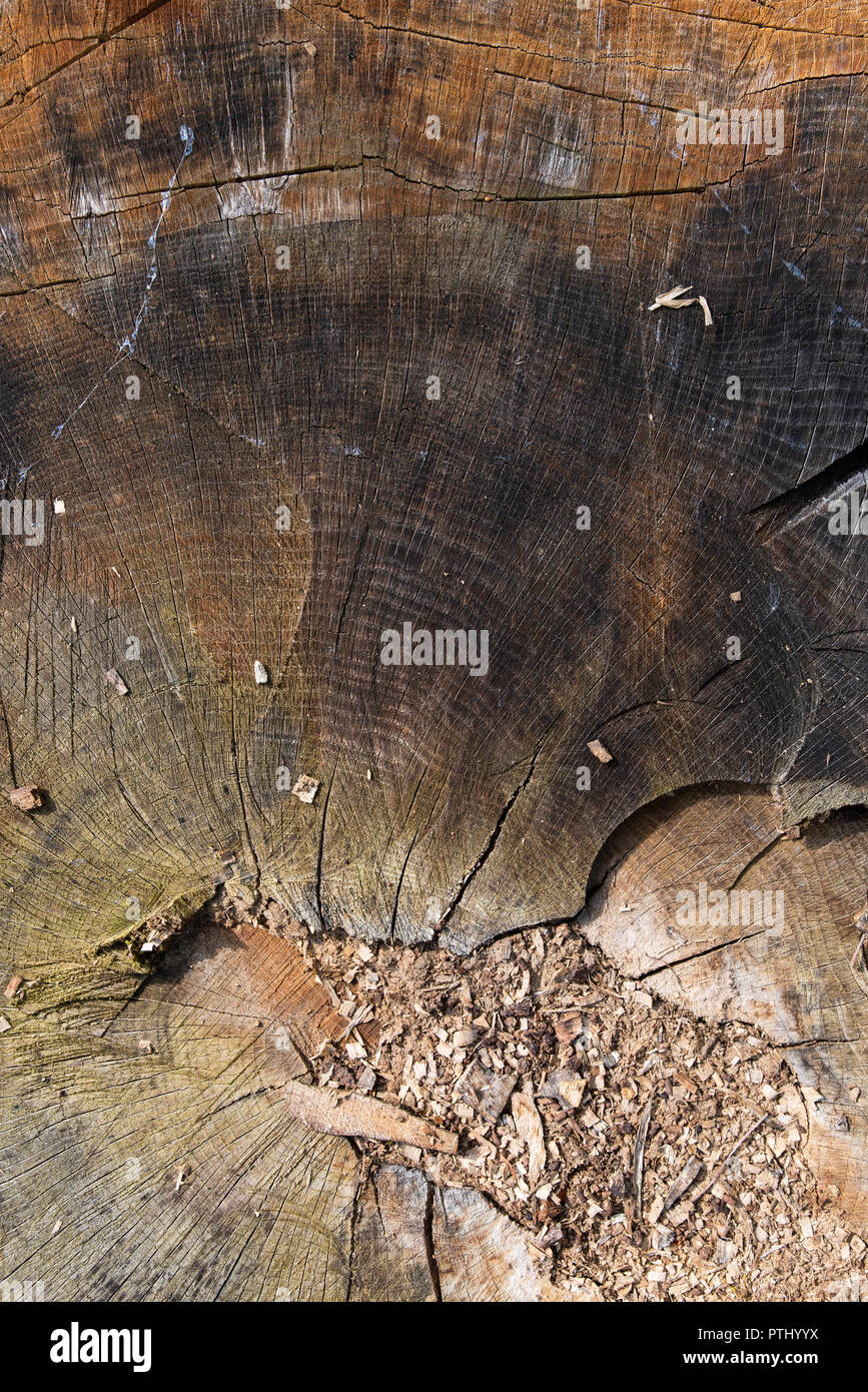Oak Tree Cross Section High Resolution Stock Photography and Images - Alamy