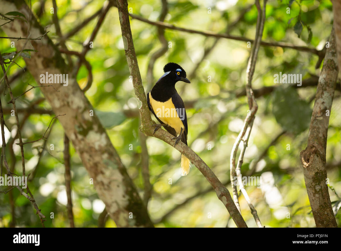 Gorgeus Plush crested Jay bird sitting on a branch in a rainforest ...
