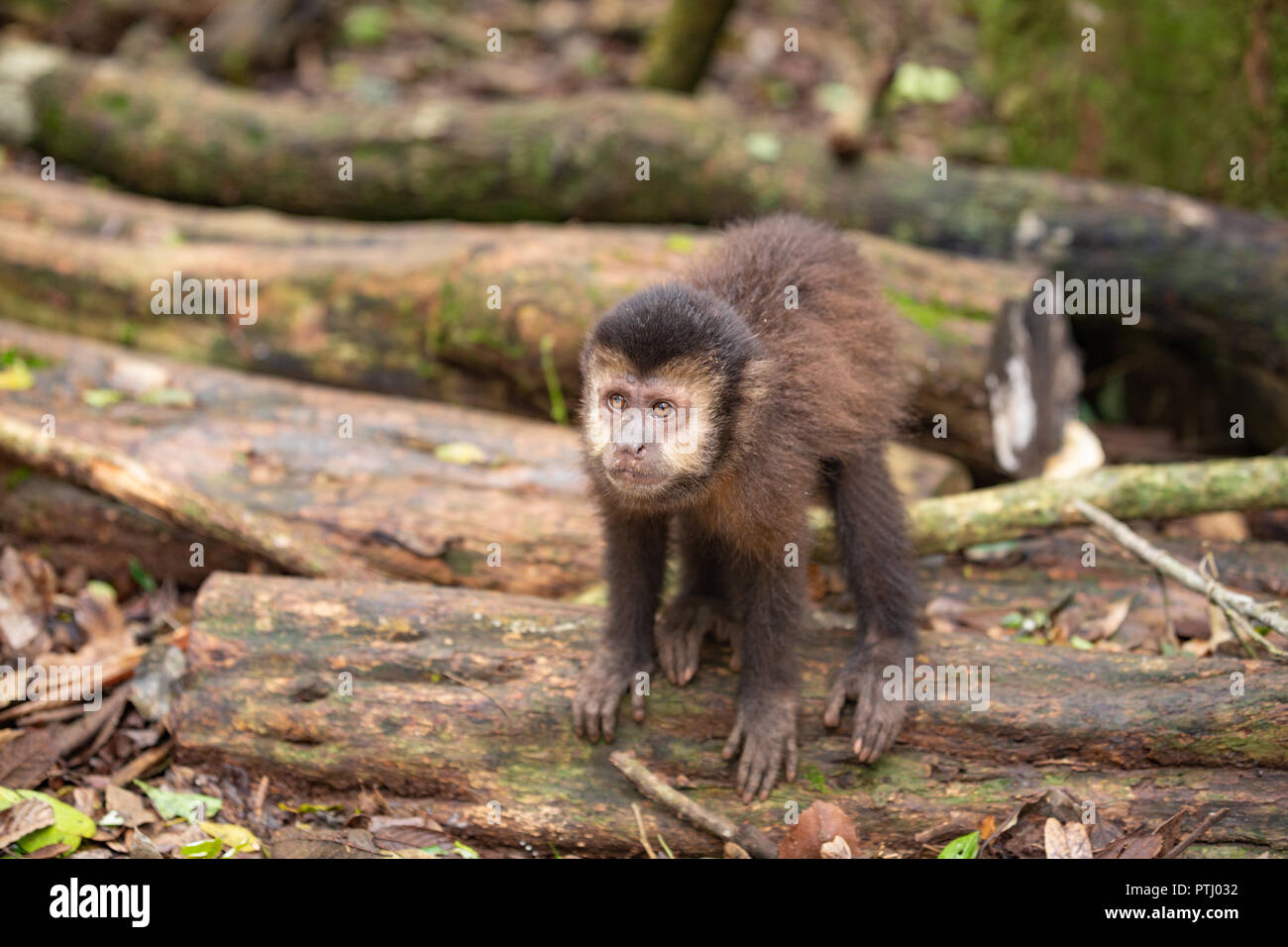 Wild monkey capuchin in the rainforest Stock Photo - Alamy