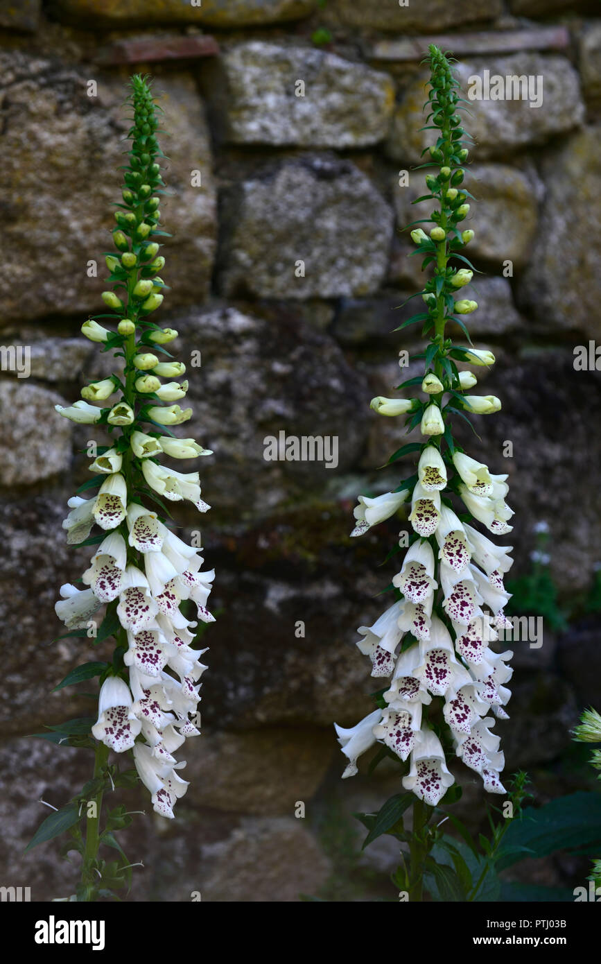Digitalis dalmatian white f1 hybrid hi-res stock photography and images ...
