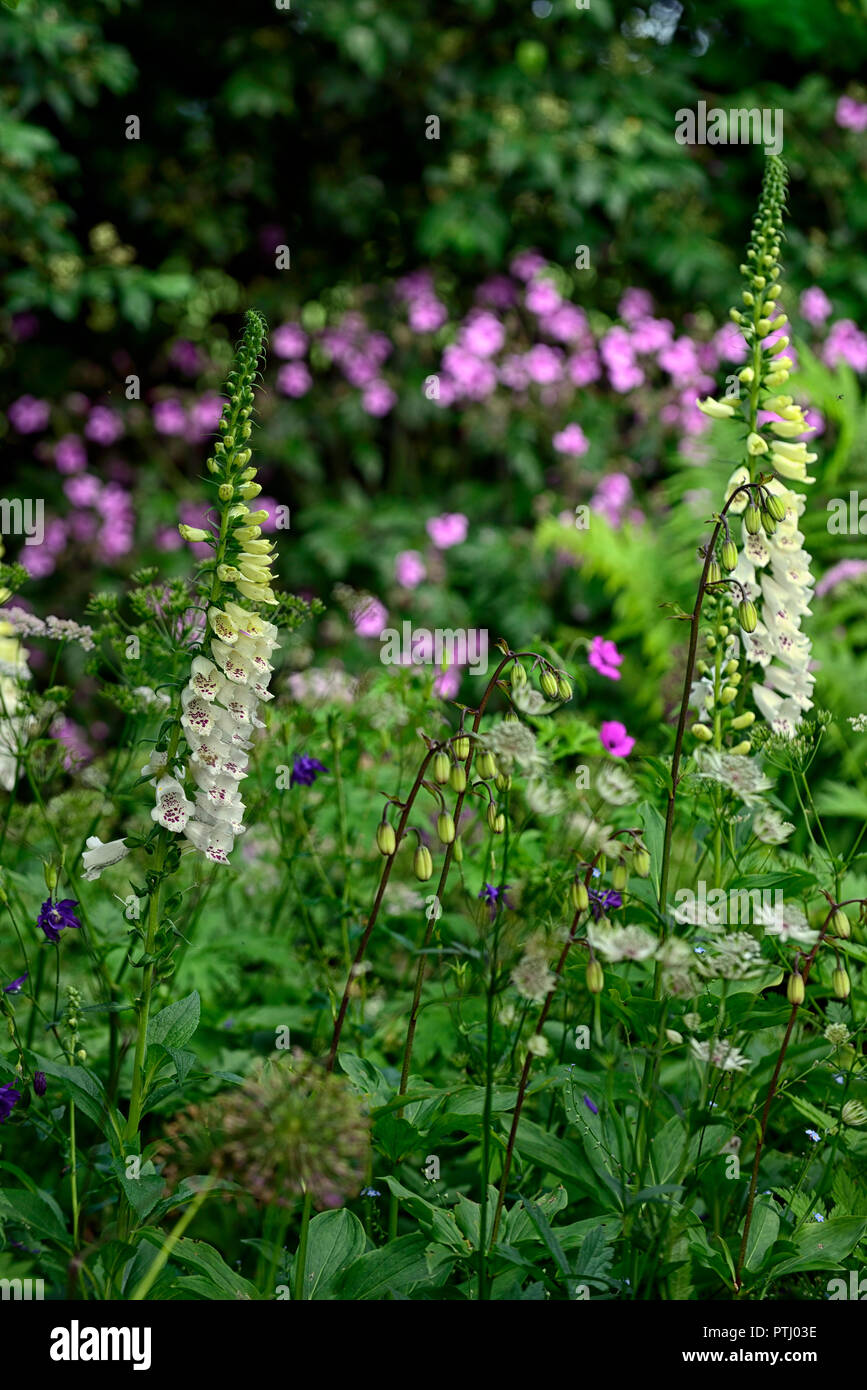 Digitalis Dalmatian White F1 Hybrid,white,spotted,speckled,flower ...