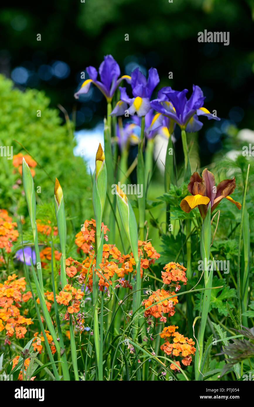 Iris x hollandica Professor Blaauw,dutch iris Professor Blaauw,blue ...