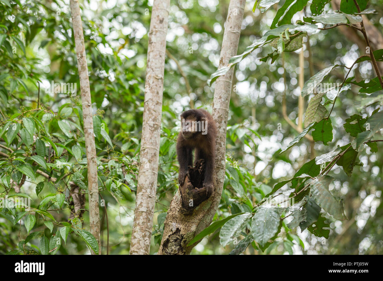 Wild monkey capuchin in the rainforest Stock Photo - Alamy
