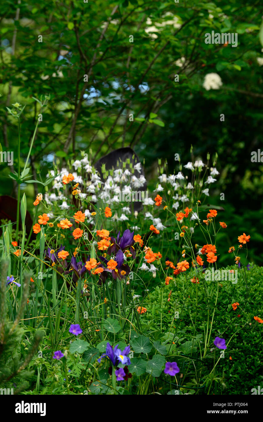 Garden orange geum hi-res stock photography and images - Alamy