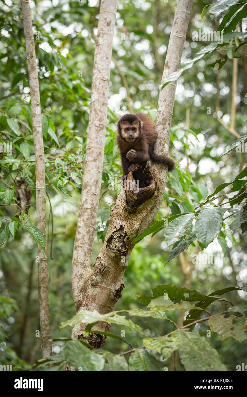 Wild monkey capuchin in the rainforest Stock Photo - Alamy