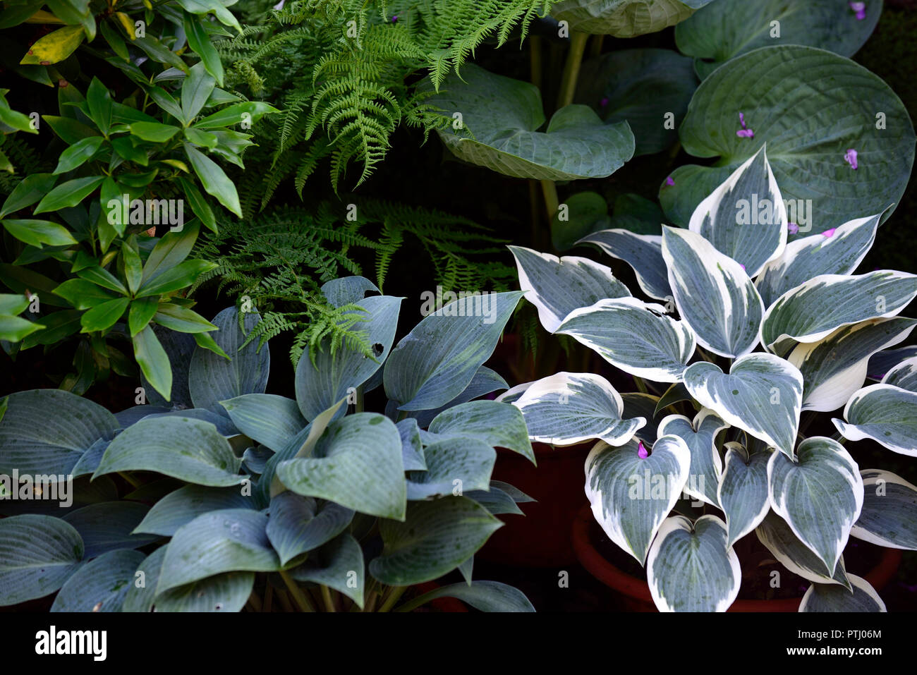 Hosta pots hi-res stock photography and images - Alamy