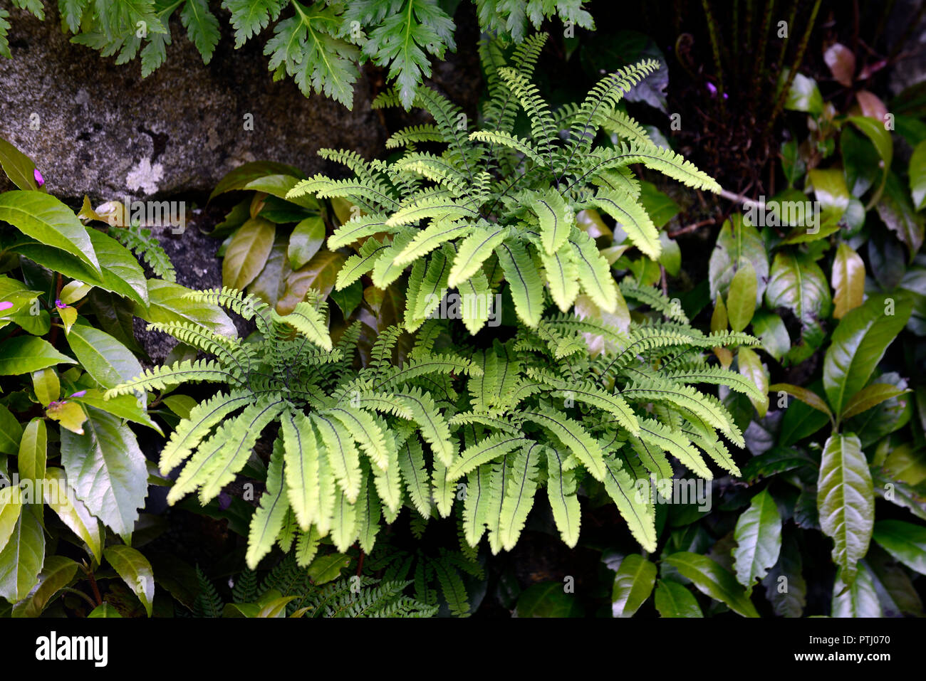 Walking fern hi-res stock photography and images - Alamy