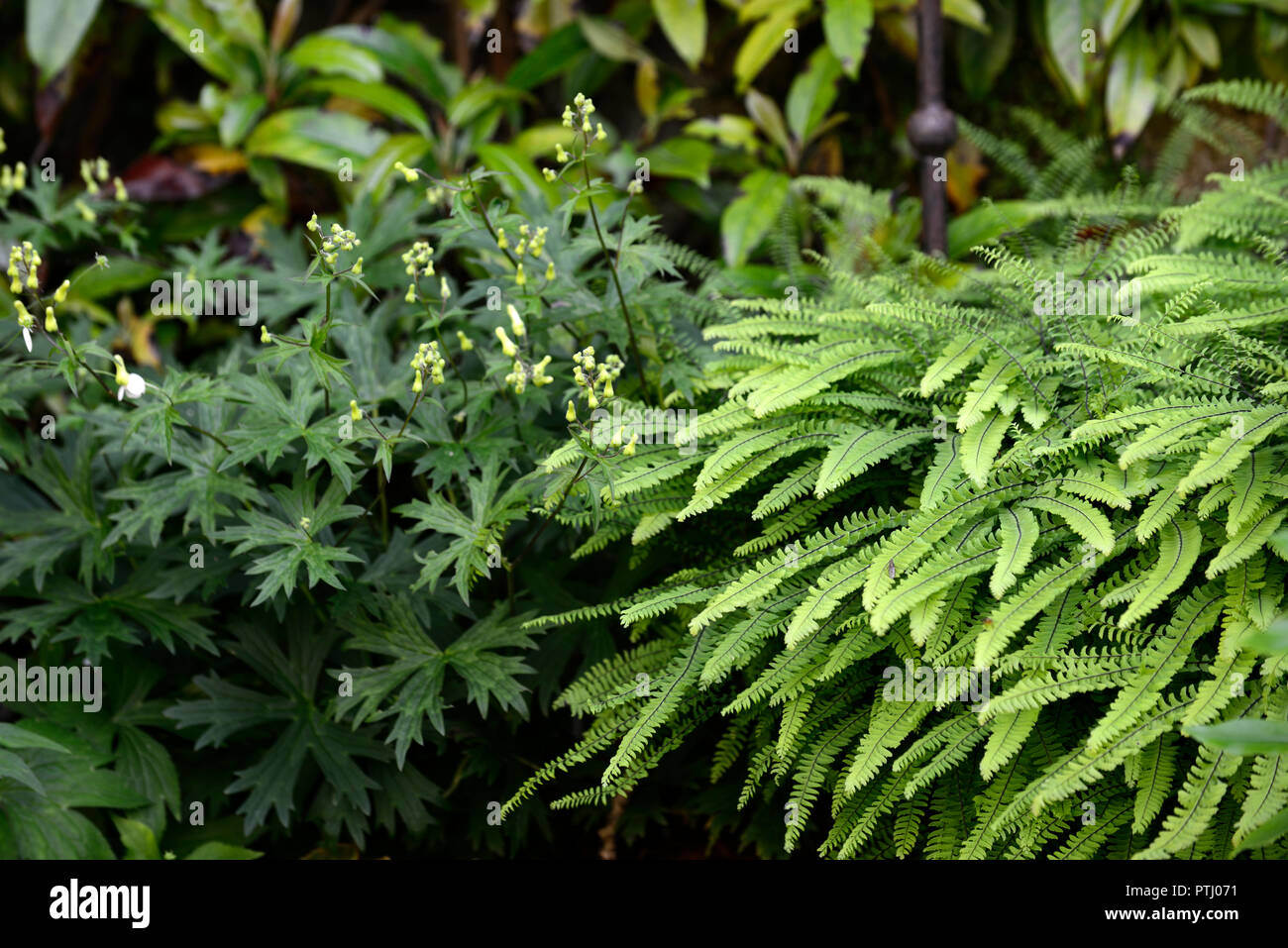 Adiantum,walking fern,maidenhair fern,ferns,shade,shady,shaded,garden ...