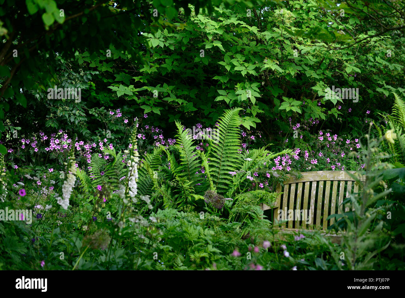 garden seat,seating,protected,hidden,secluded,mystery,spot,space,garden ...