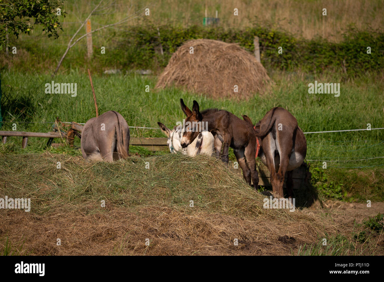 Baby donkey hi-res stock photography and images - Alamy