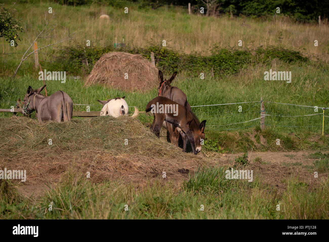 Baby donkey hi-res stock photography and images - Alamy