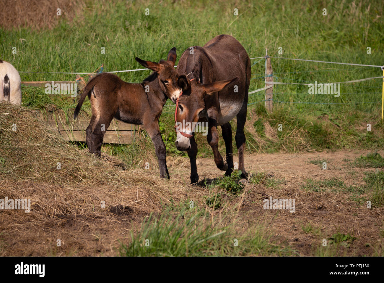 Donkey mom and baby Stock Photo - Alamy