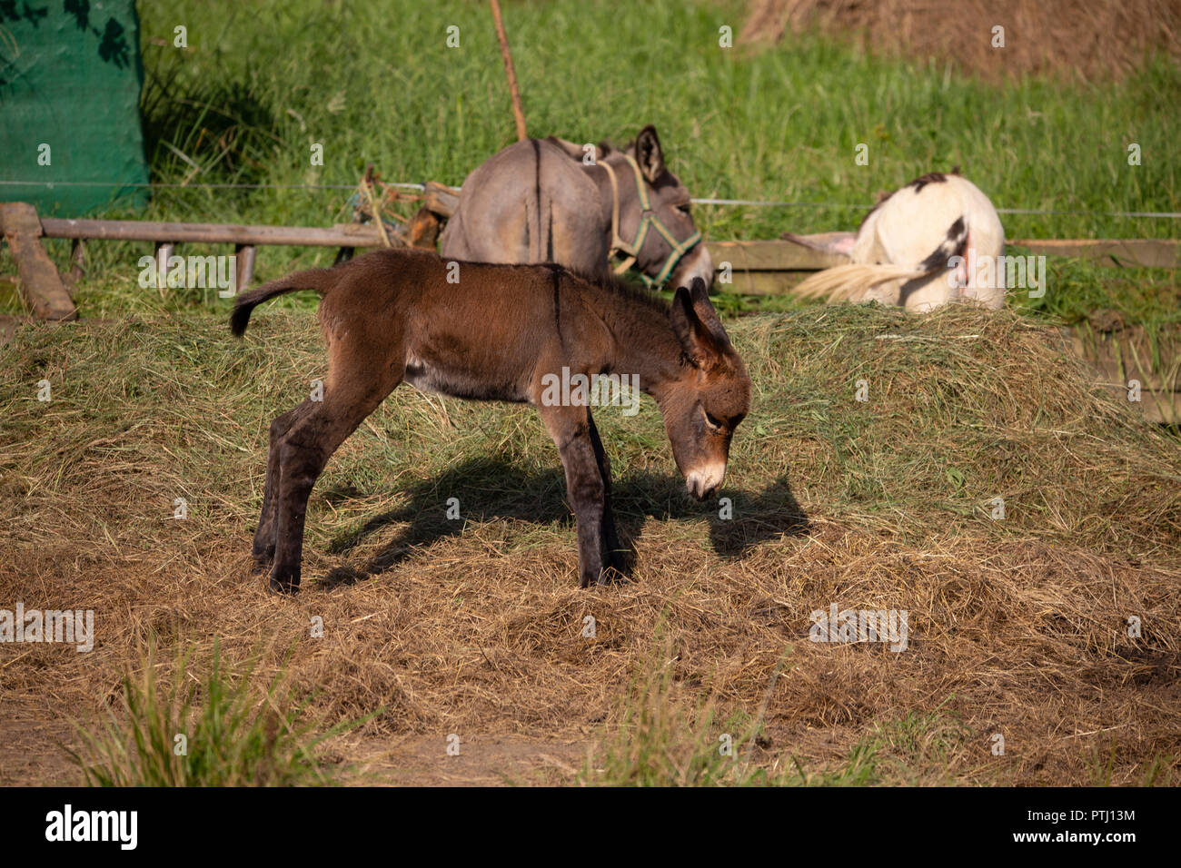 Baby donkey hi-res stock photography and images - Alamy
