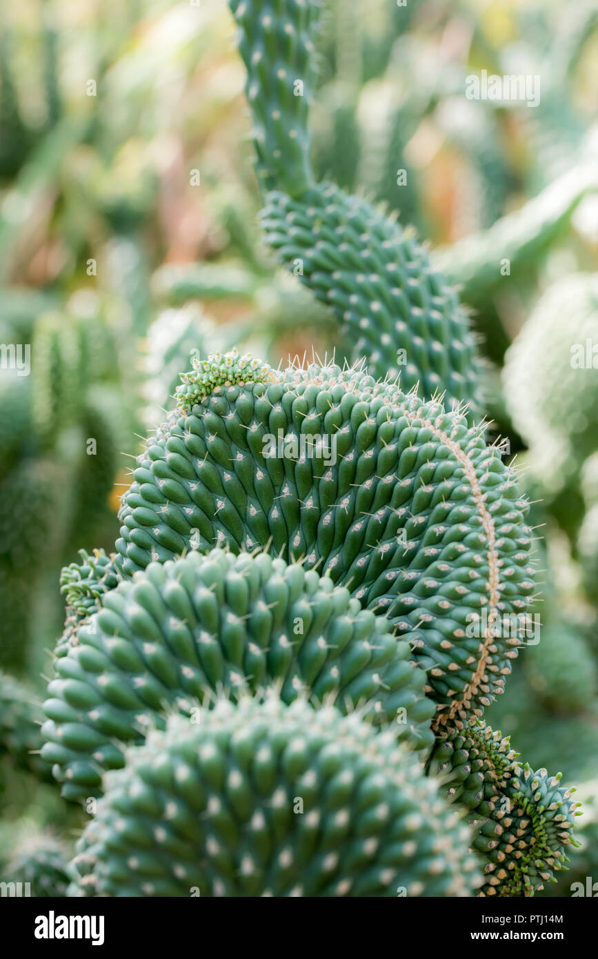 Close up of bunny Cactus (Opuntia microdasys) in the garden Stock Photo ...