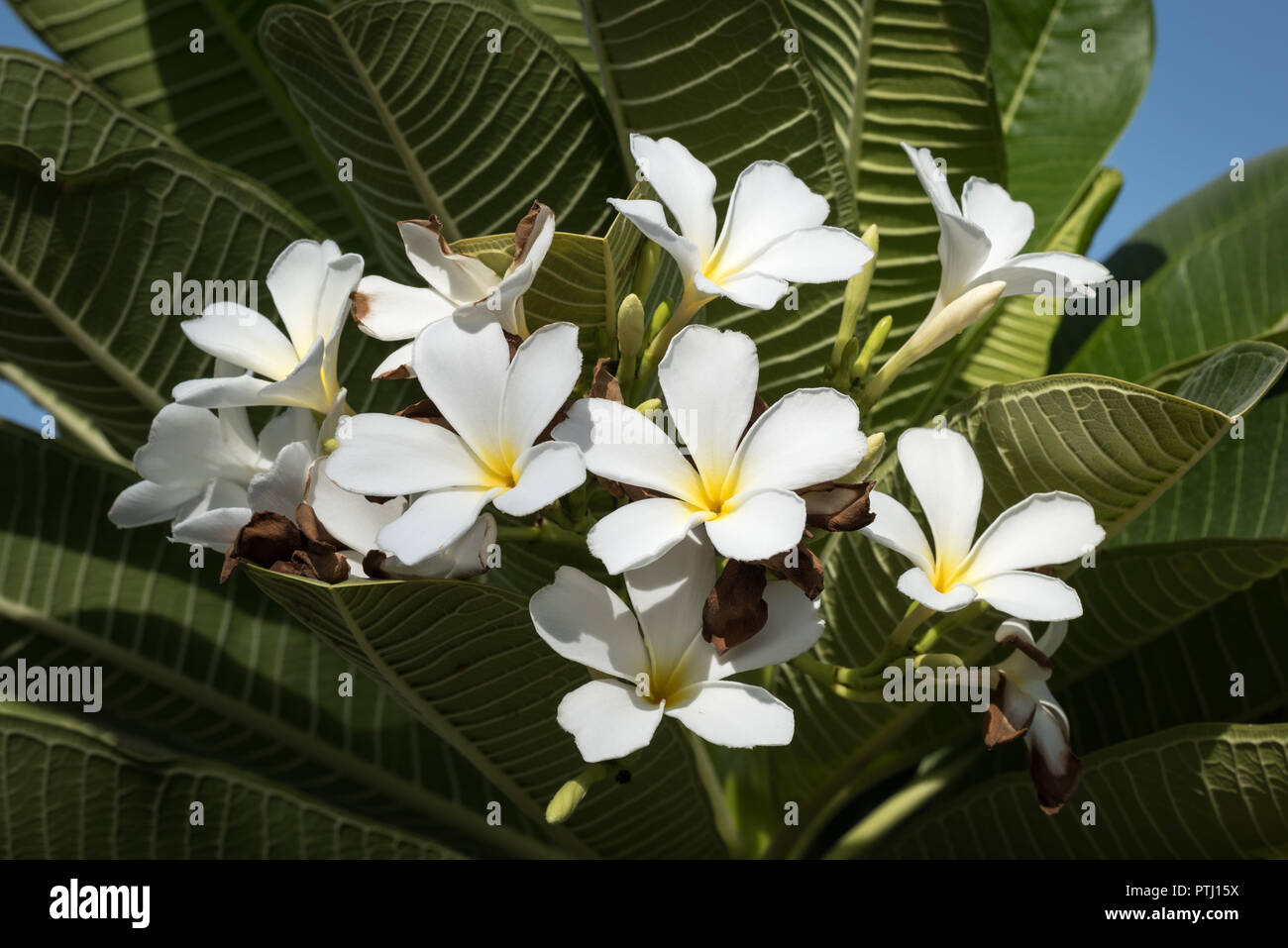 Bunch of white flowers, known as Singapore graveyard flower (Plumeria ...