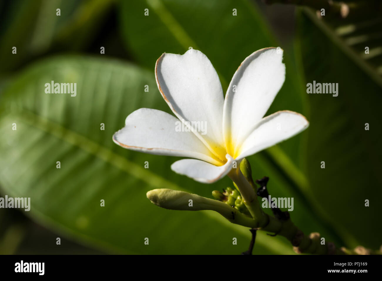 Close-up of a white flower, known as Singapore graveyard flower ...