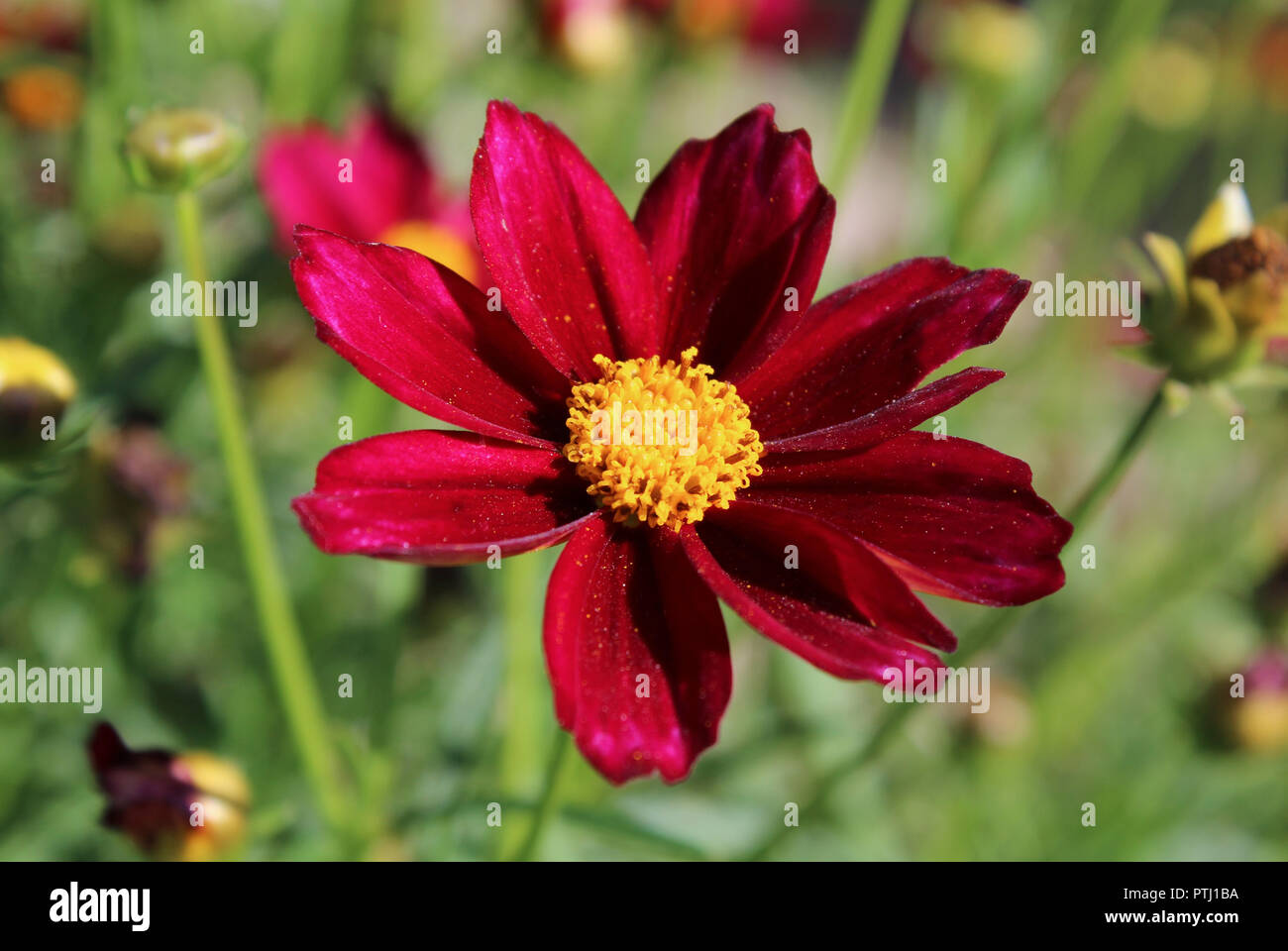 Deep cosmos hi-res stock photography and images - Alamy