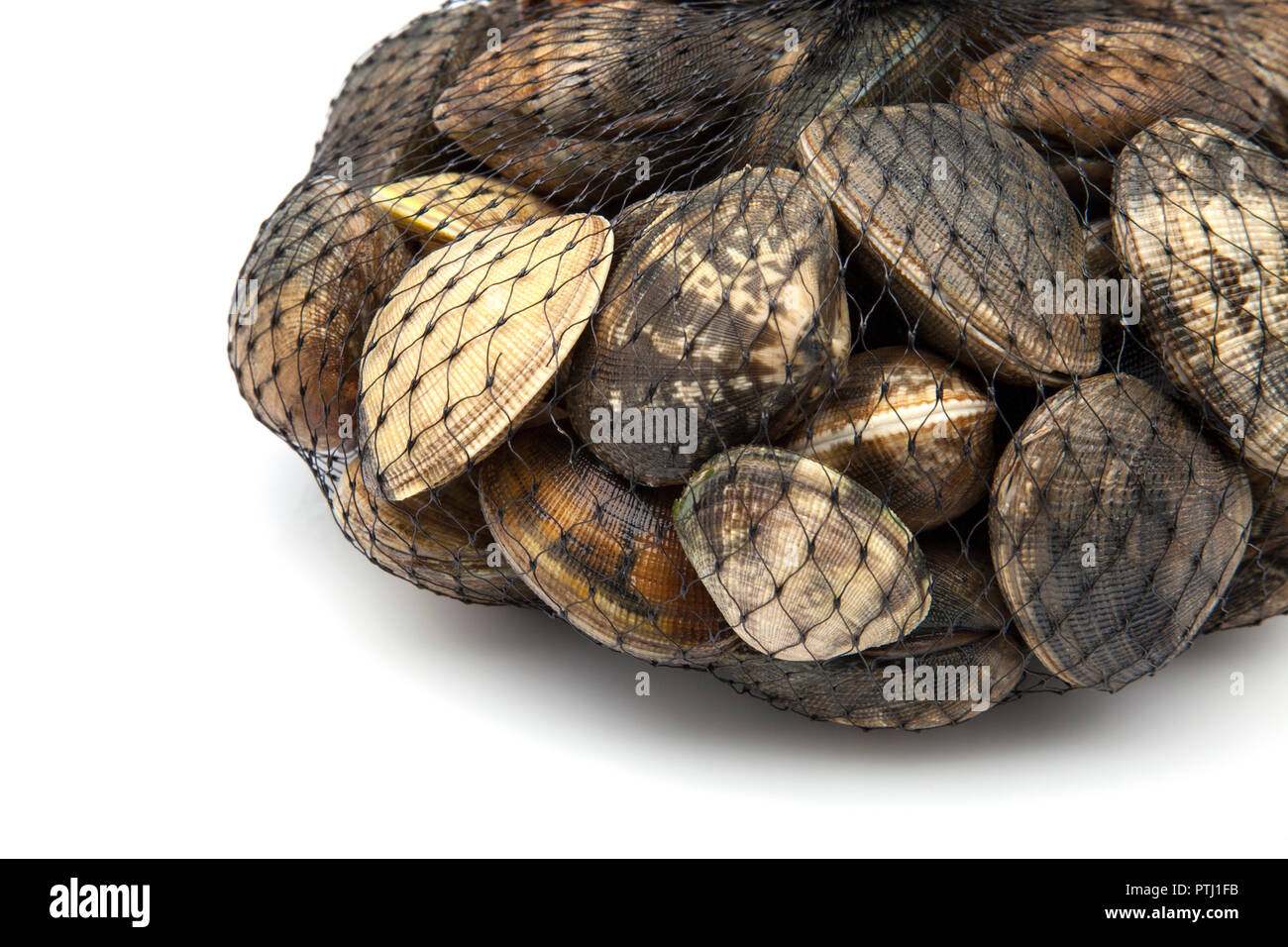 Live clams in isolated white background Stock Photo - Alamy