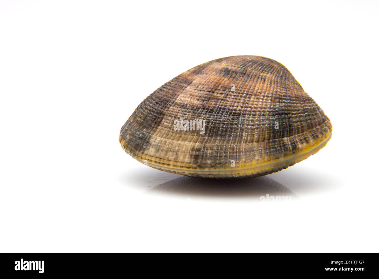 Live clam on white background hi-res stock photography and images - Alamy