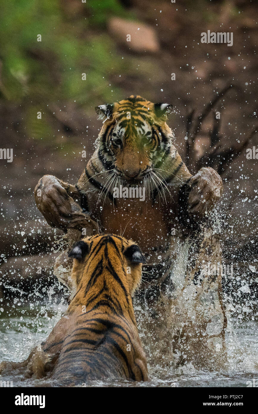 Bengal tiger cubs playing in tree hi-res stock photography and images ...