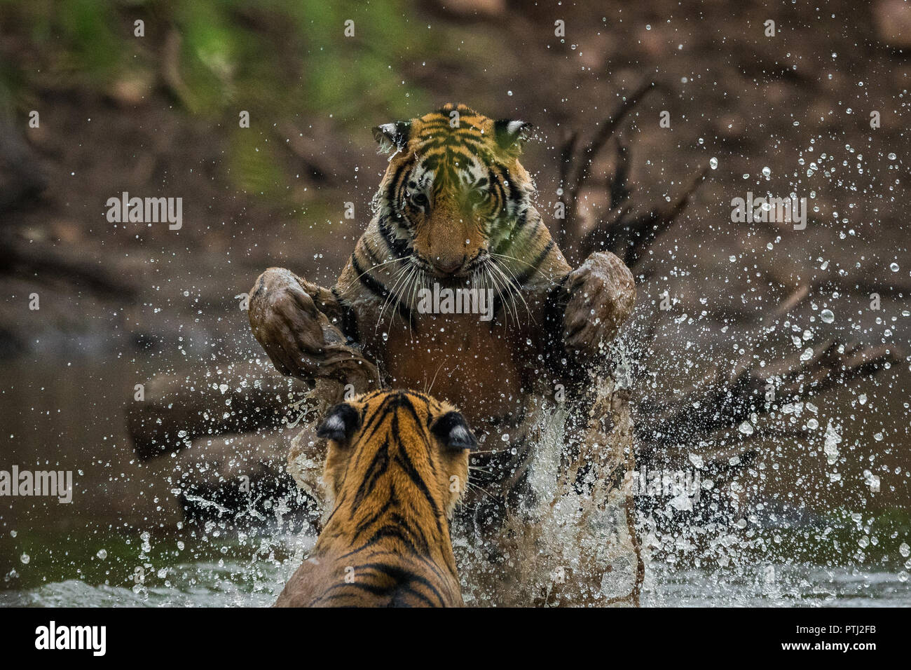 Tiger fight hi-res stock photography and images - Alamy