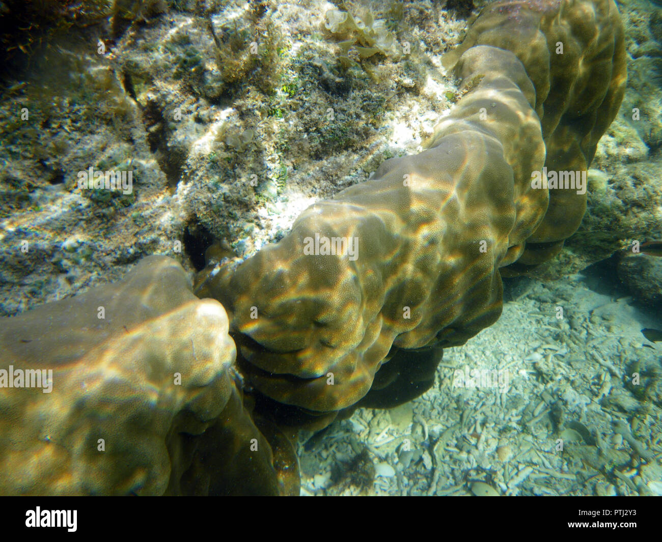 Coral among algae in Kenya Stock Photo - Alamy