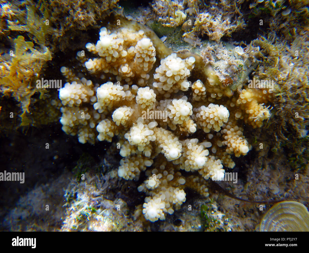 Coral among algae in Kenya Stock Photo - Alamy
