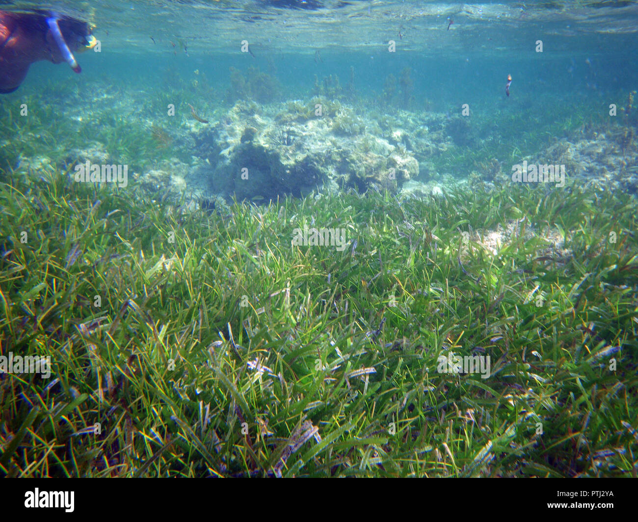 Diving among algae in Kenya Stock Photo - Alamy