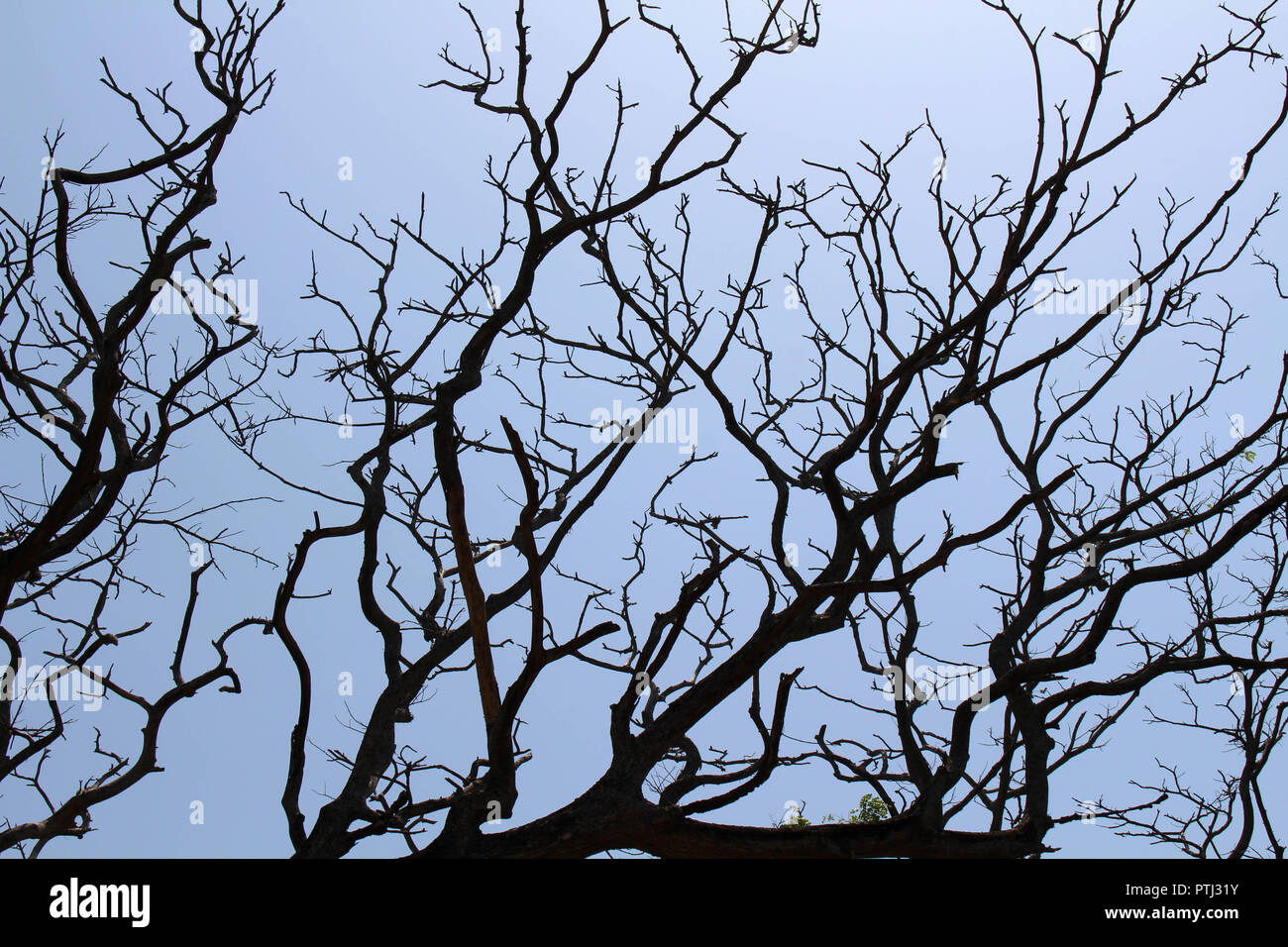 The branches of a tree in Galle, Sri Lanka Stock Photo - Alamy