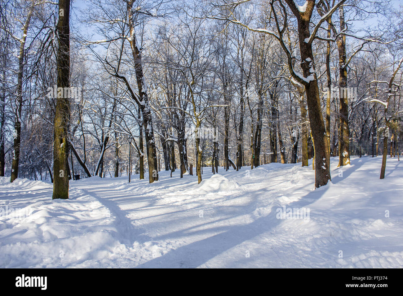 Morning winter frosty landscape in the park. Winter landscape. Severe ...