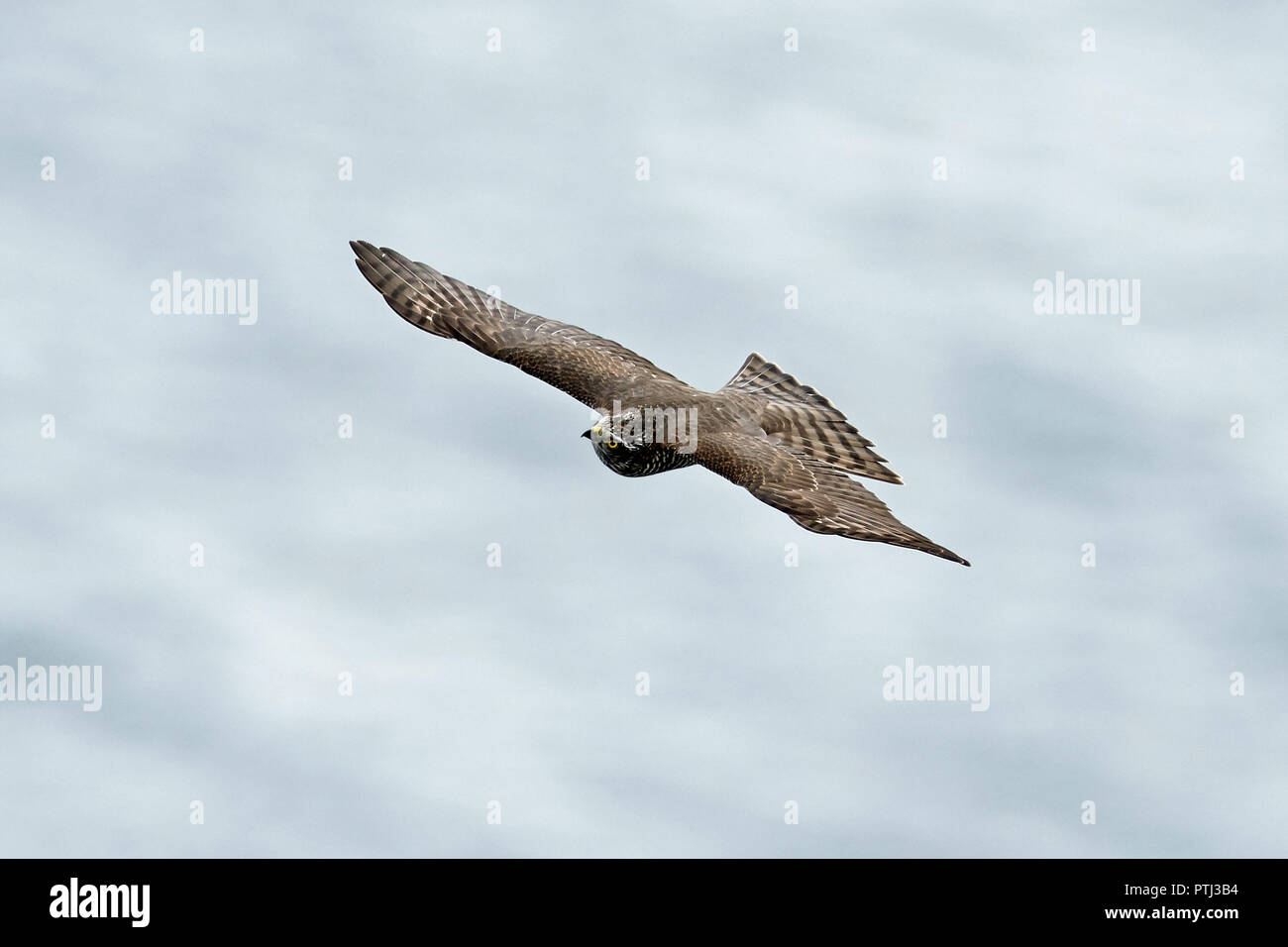 Eurasian sparrowhawk in flight in its natural habitat Stock Photo - Alamy