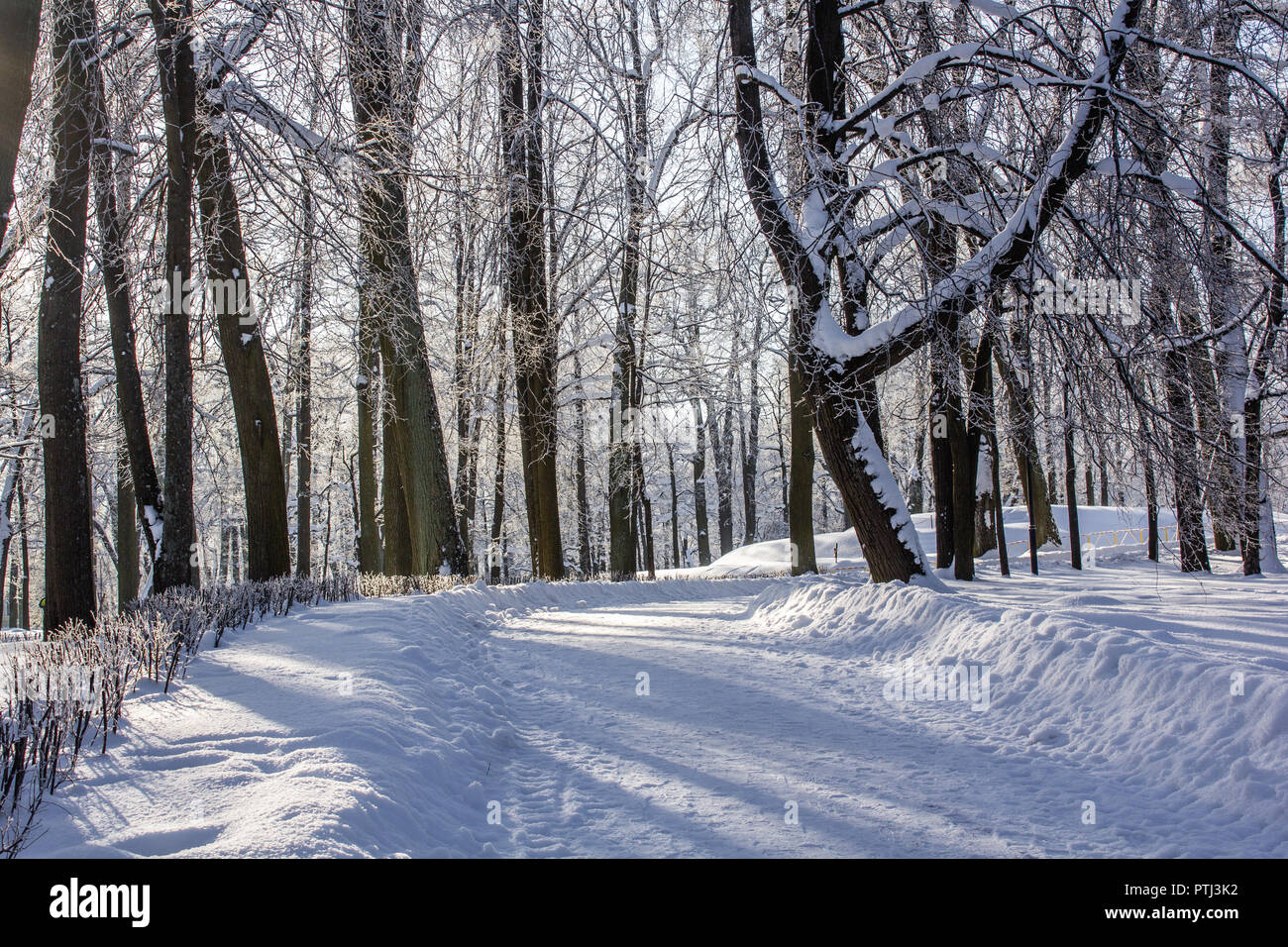 Morning winter frosty landscape in the park. Winter landscape. Severe ...