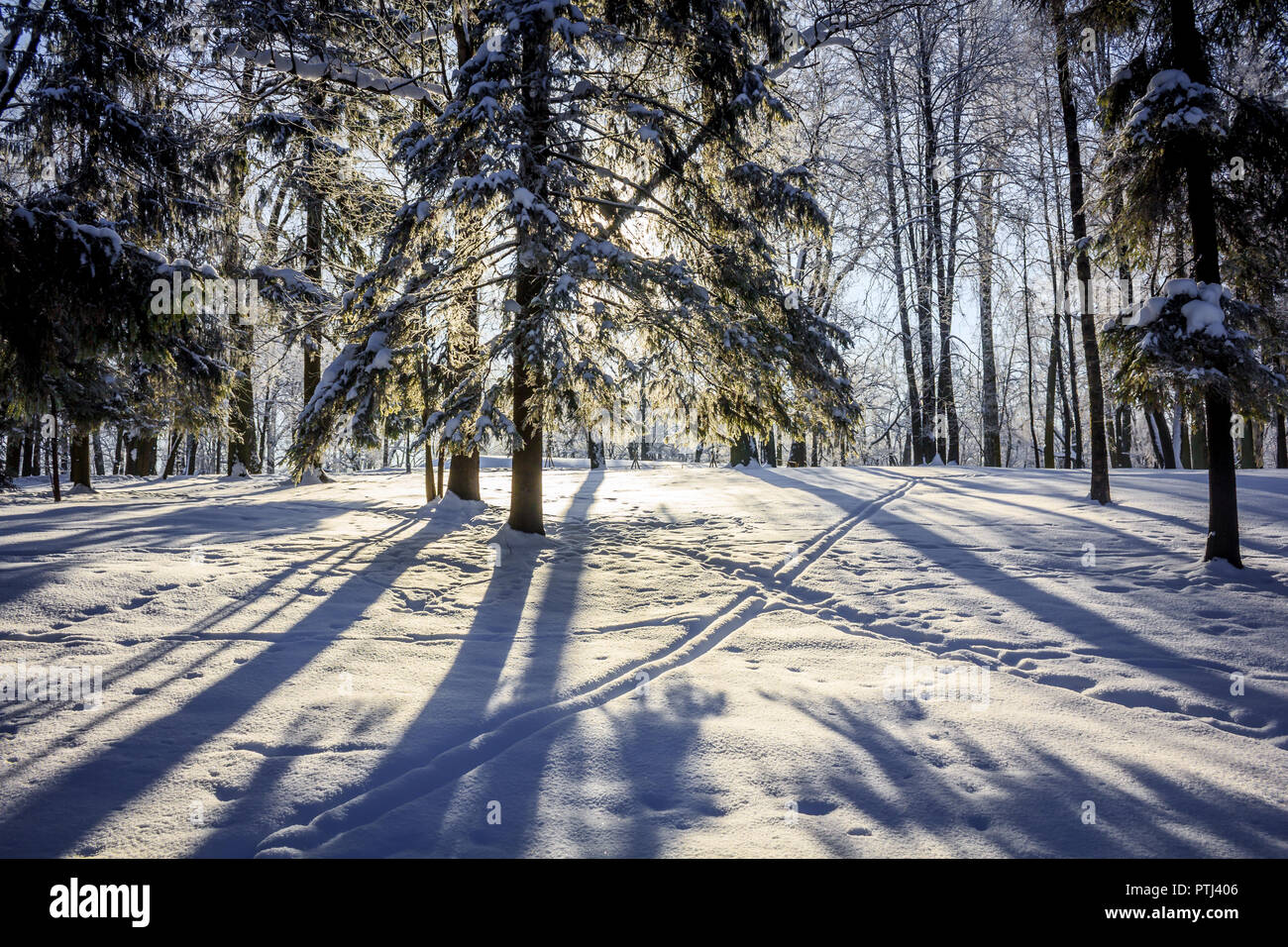 Morning winter frosty landscape in the park. Winter landscape. Severe ...