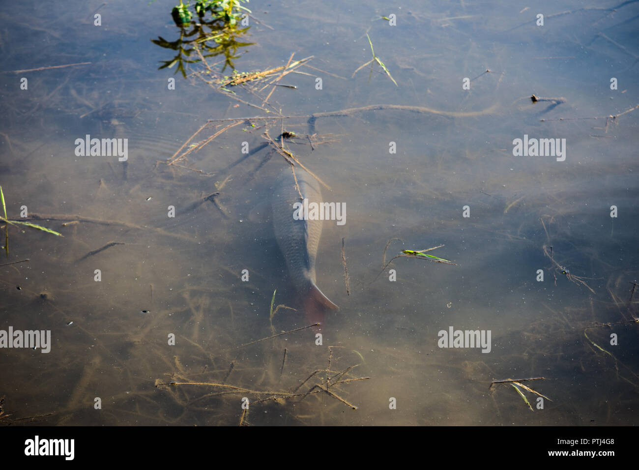 Carp Fish Swimming in Lake Redman in Loganville, Pennsylvania Stock ...