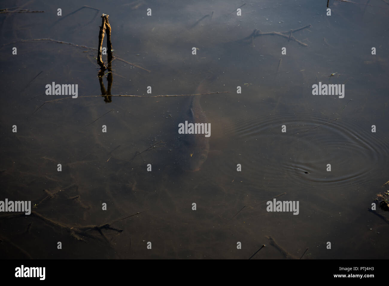 Lake redman hi-res stock photography and images - Alamy