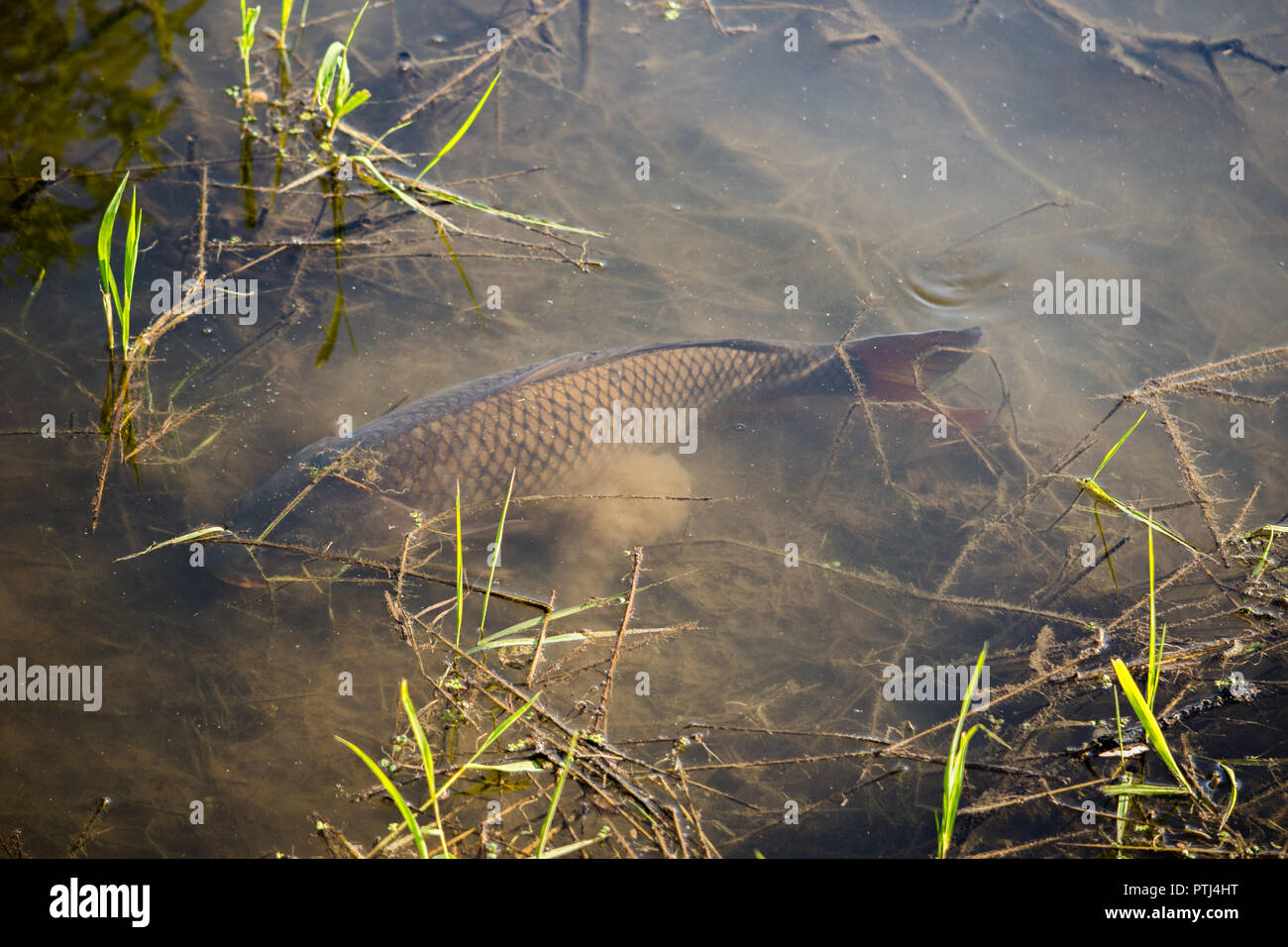 Carp Fish Swimming in Lake Redman in Loganville, Pennsylvania Stock ...