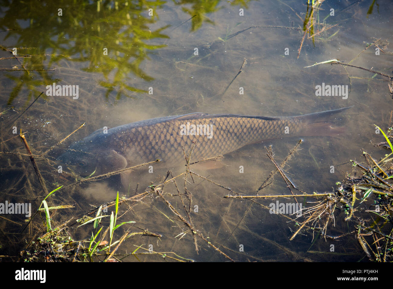Carp Fish Swimming in Lake Redman in Loganville, Pennsylvania Stock ...