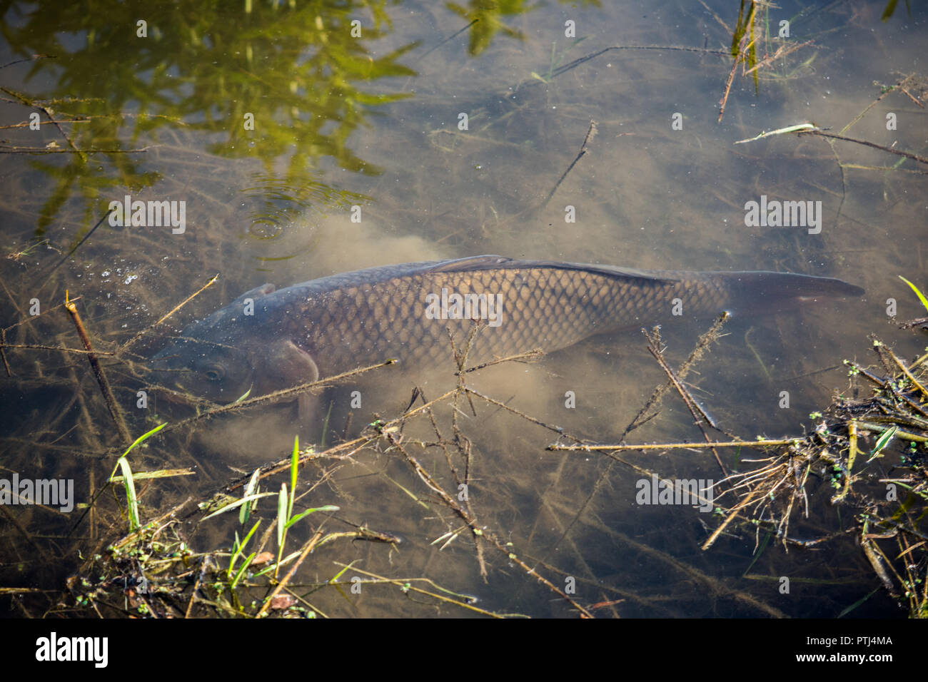 Carp Fish Swimming in Lake Redman in Loganville, Pennsylvania Stock ...
