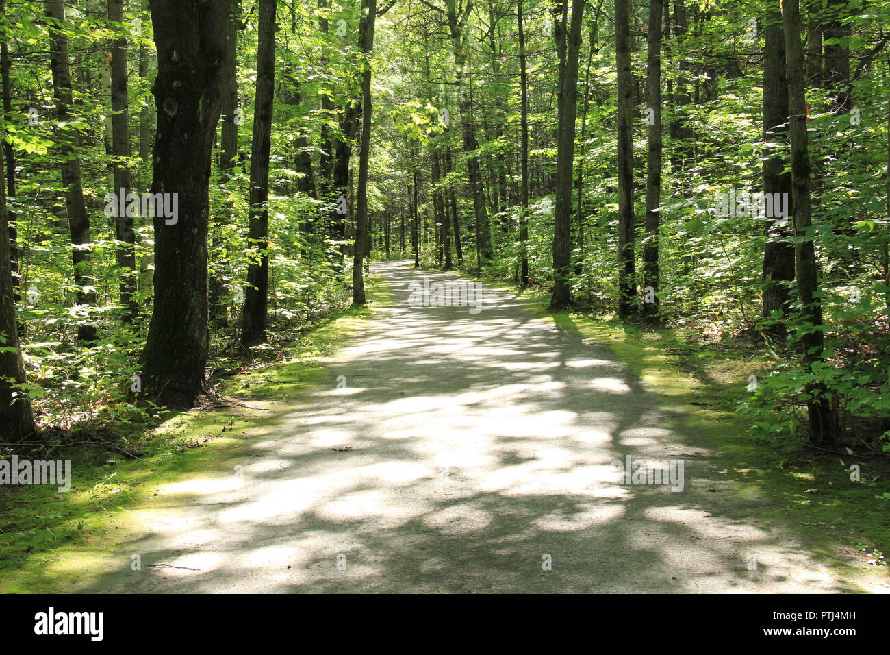 Light hitting tree hi-res stock photography and images - Alamy