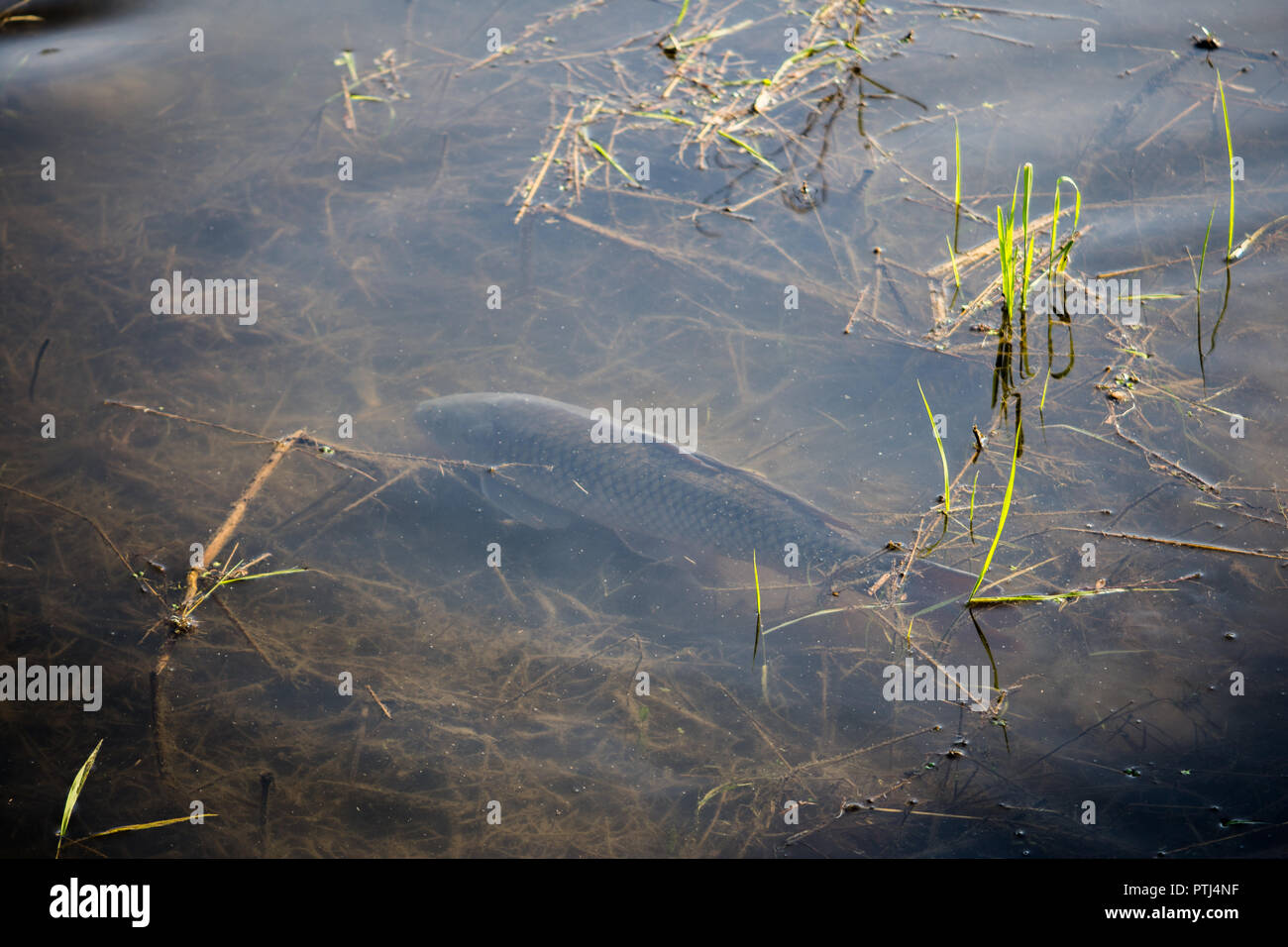 Carp Fish Swimming in Lake Redman in Loganville, Pennsylvania Stock ...