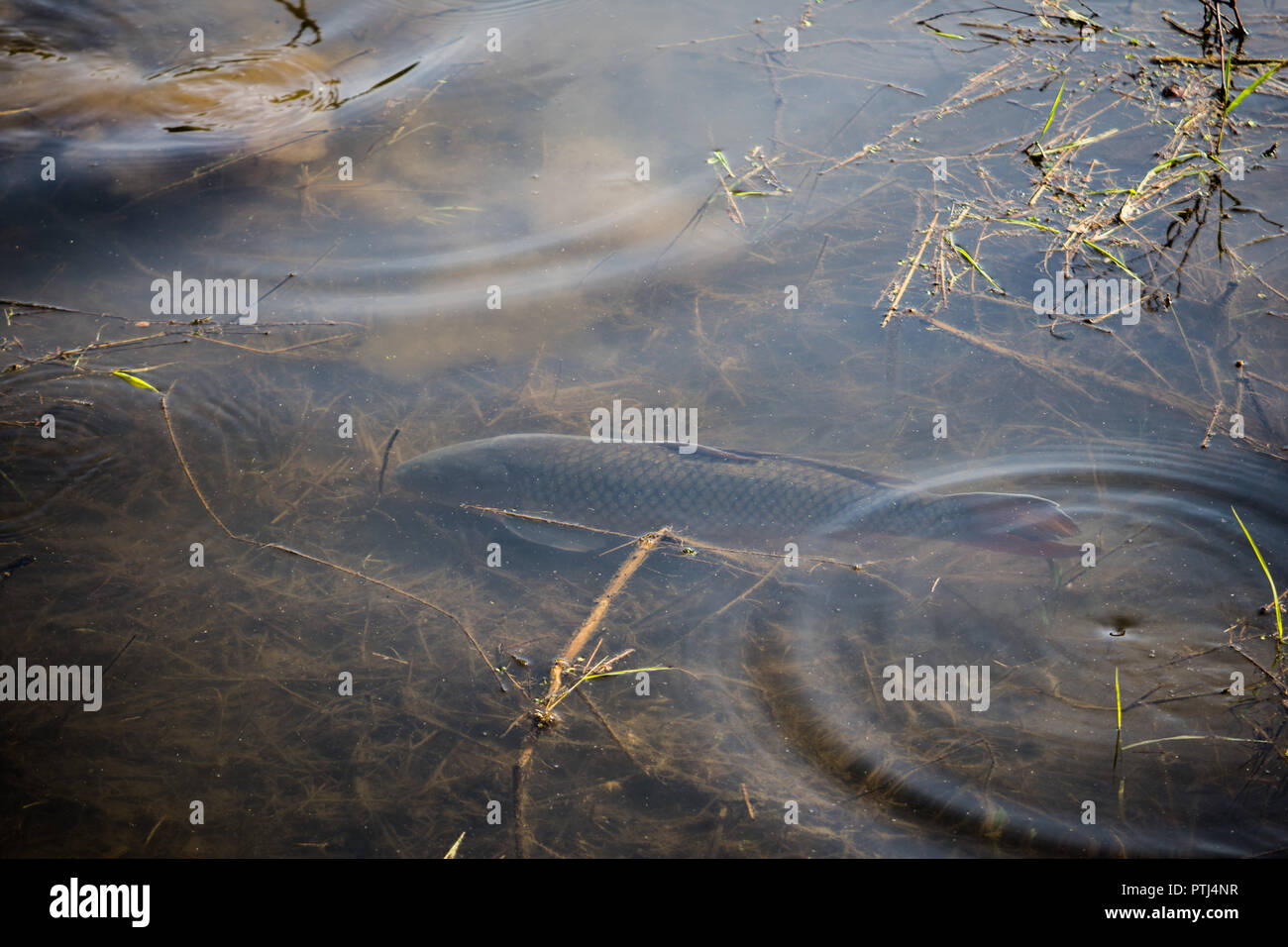 Carp Fish Swimming in Lake Redman in Loganville, Pennsylvania Stock ...