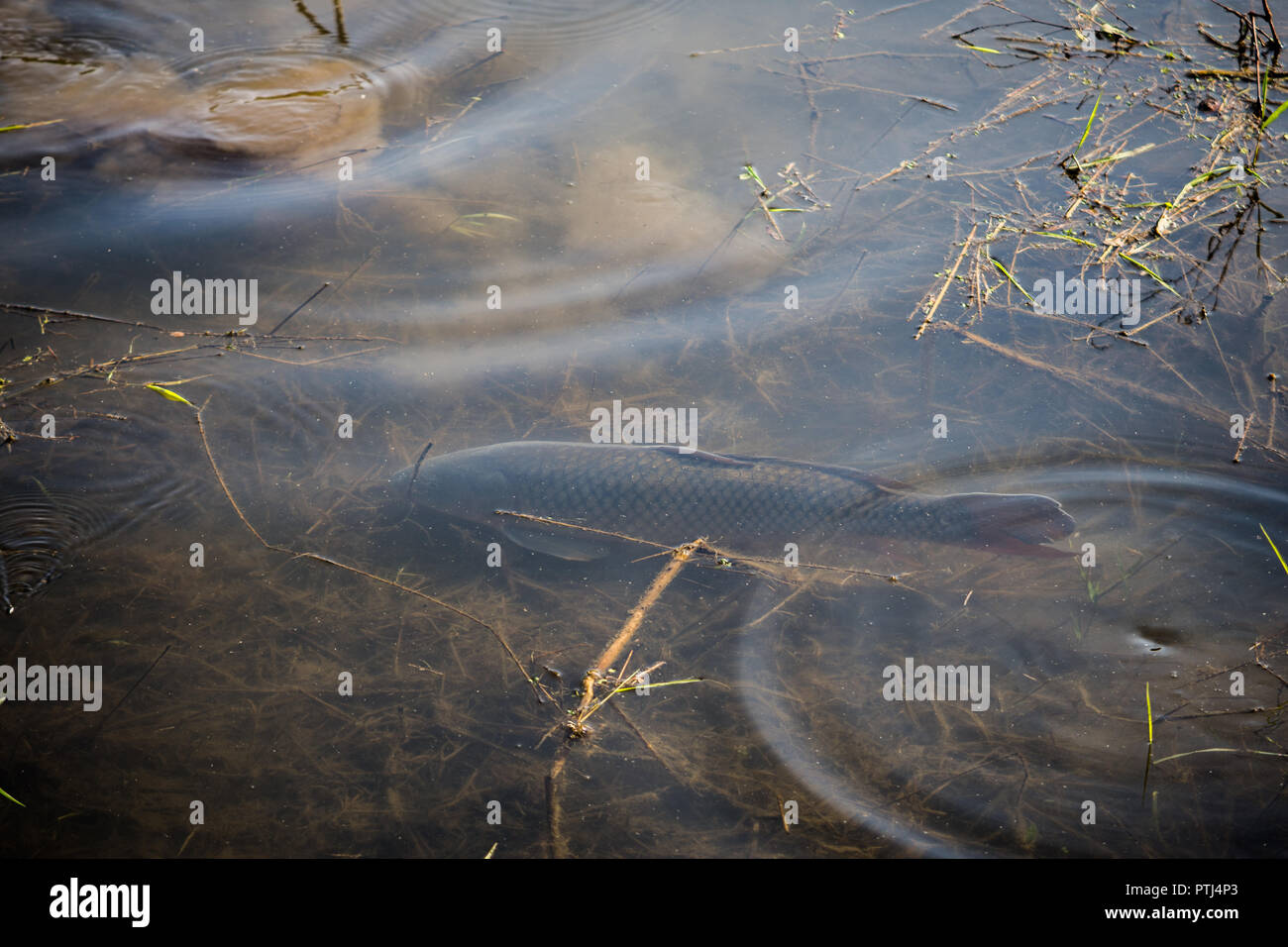 Carp Fish Swimming in Lake Redman in Loganville, Pennsylvania Stock ...