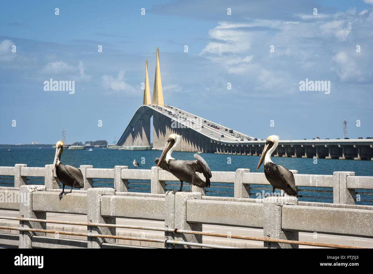 Sunshine Skyway Bridge Fishing