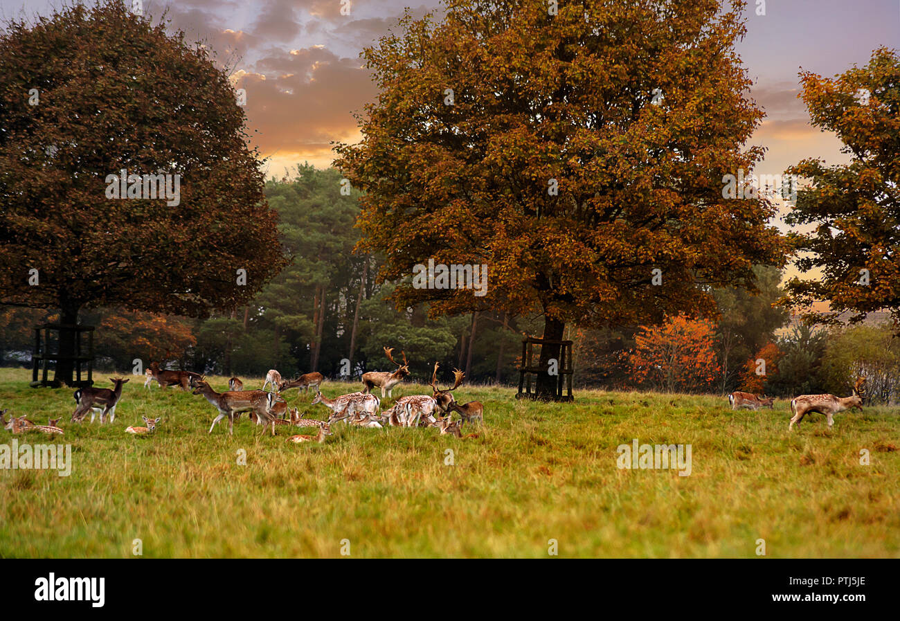 The wild animals - photo has been taken in natural scenery Stock Photo ...