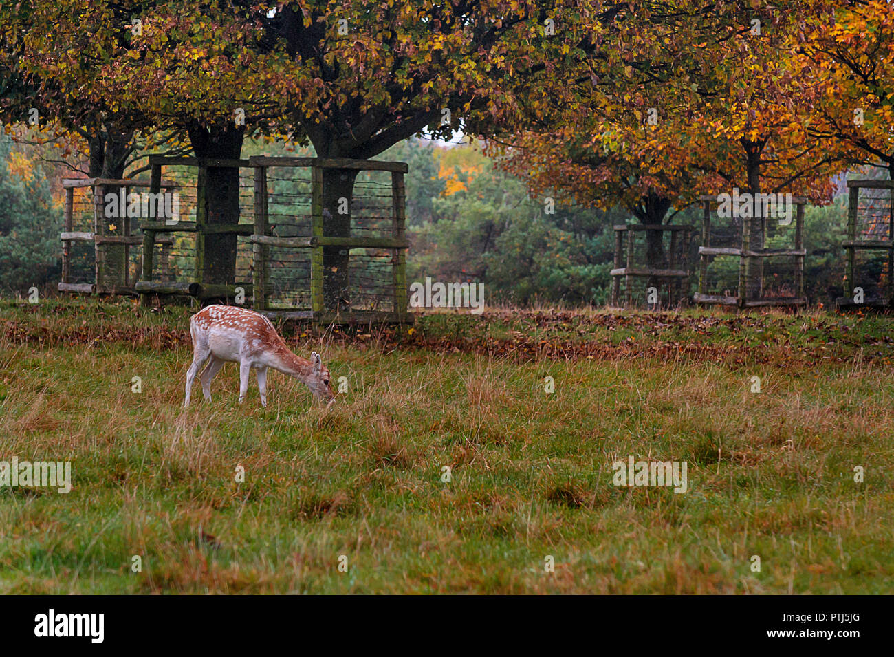 The wild animals - photo has been taken in natural scenery Stock Photo ...