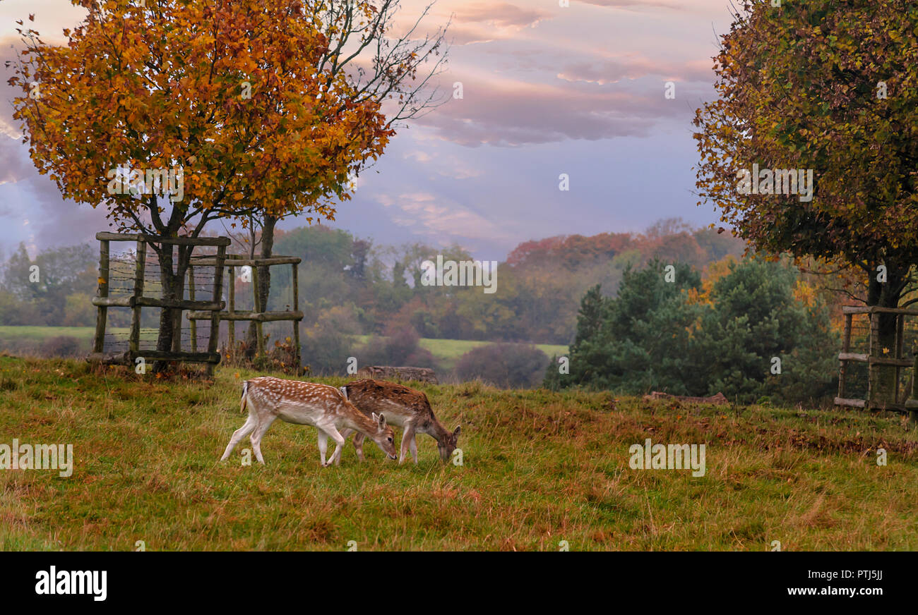 The wild animals - photo has been taken in natural scenery Stock Photo ...