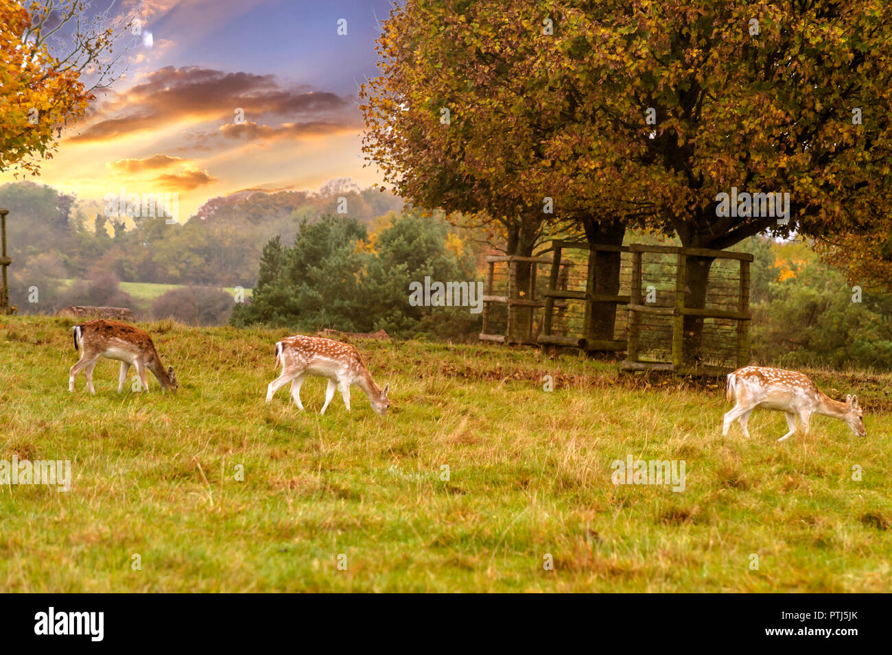 The wild animals - photo has been taken in natural scenery Stock Photo ...