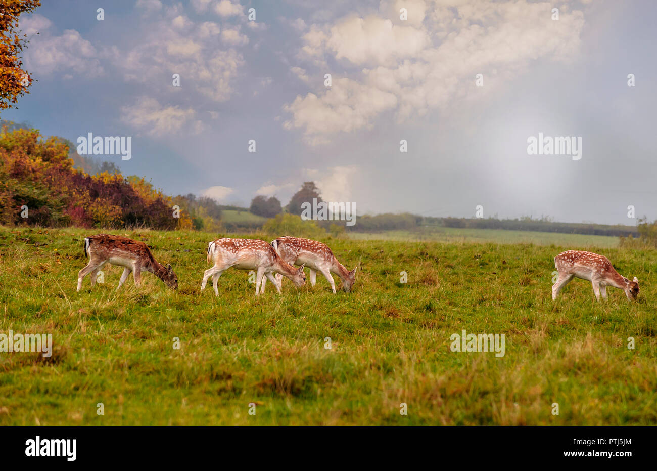 The wild animals - photo has been taken in natural scenery Stock Photo ...