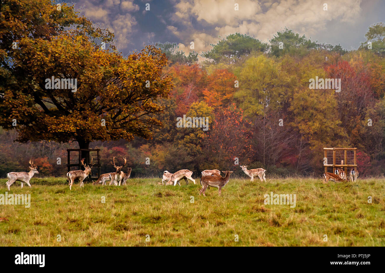 The wild animals - photo has been taken in natural scenery Stock Photo ...