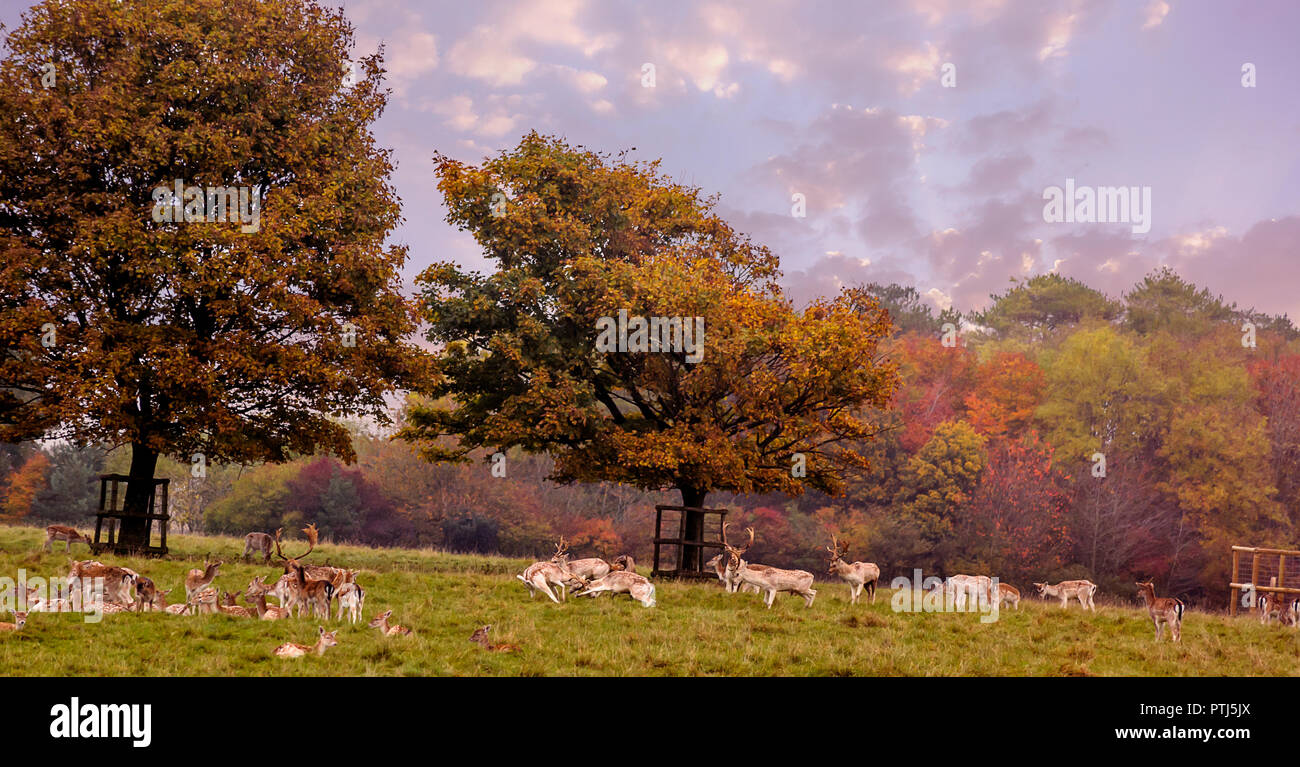 The wild animals - photo has been taken in natural scenery Stock Photo ...